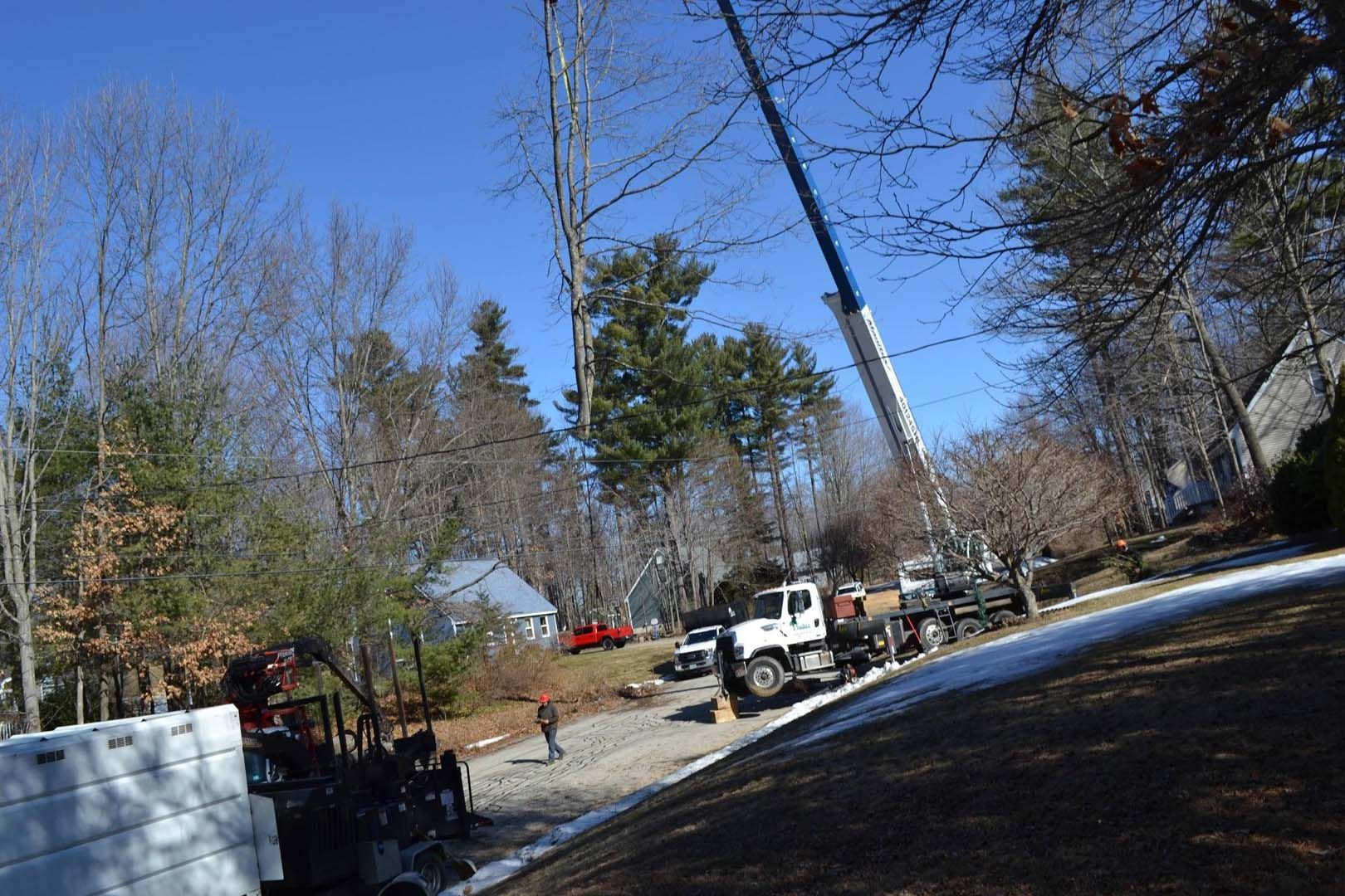 Image Gallery | Burke's Tree Service