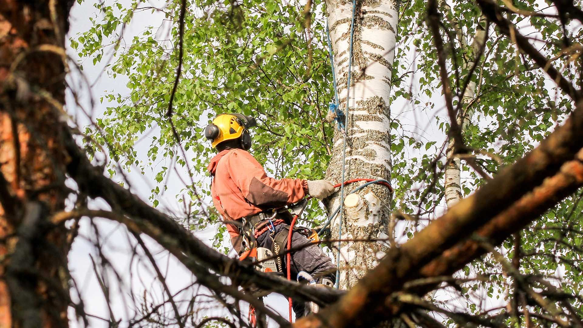 Tree and Lawn Care | Burke's Tree Service | Rochester, NH