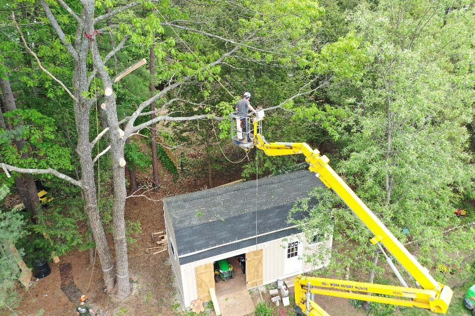 Tree and Lawn Care | Burke's Tree Service | Rochester, NH