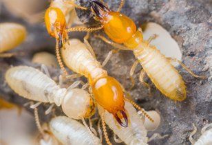 Long's Termite & Pest Control Inc | Lynchburg, VA