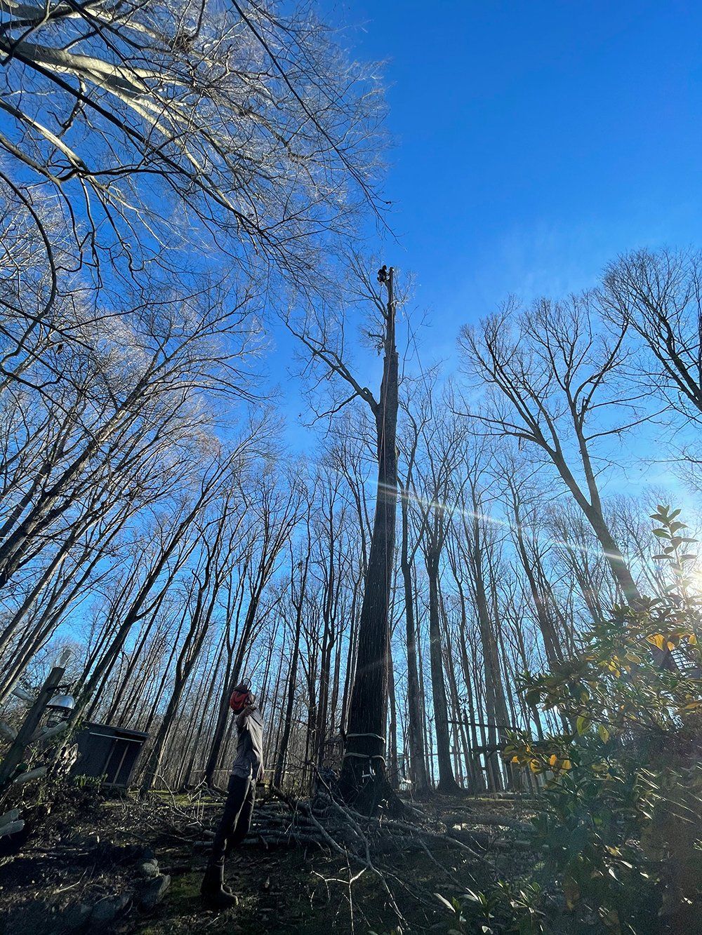 Tree Trimming Companies Winston Salem, NC