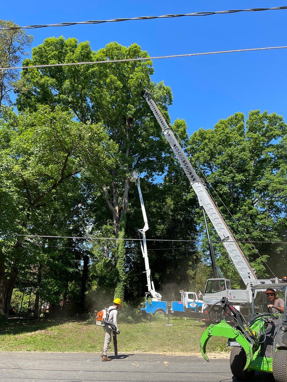 Tree Trimming Companies Winston Salem, NC