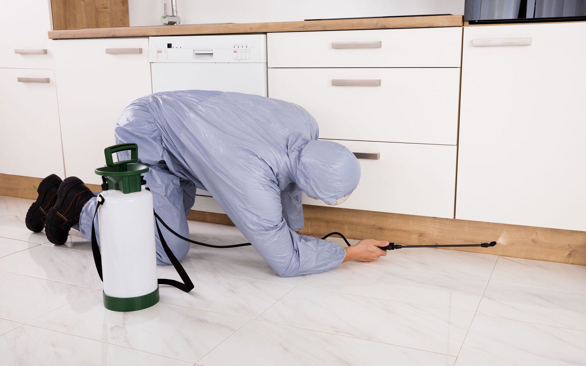 Exterminator | Cockroach Removal | Saint Louis, MO