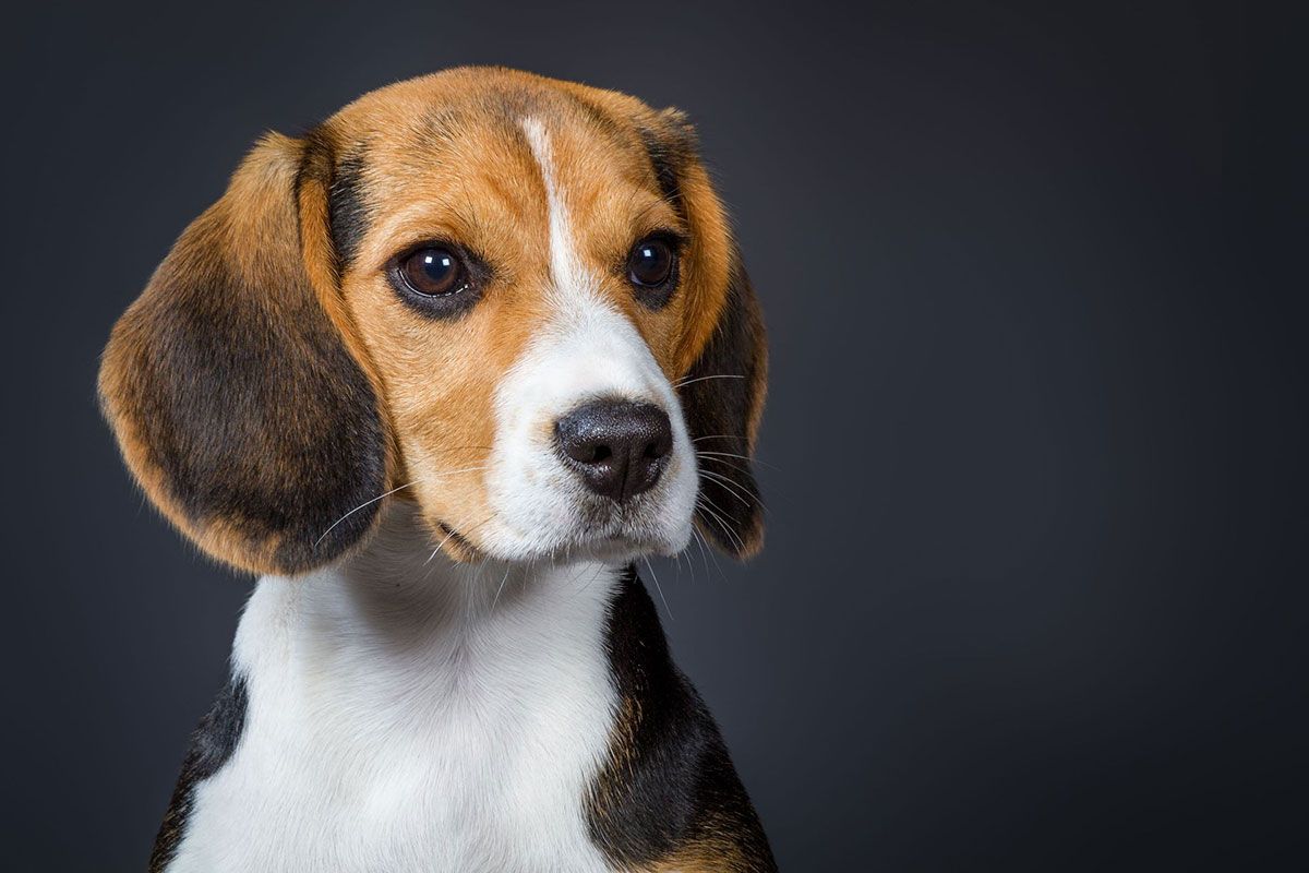 Photo Gallery | fido fido Dog Daycare & Boarding