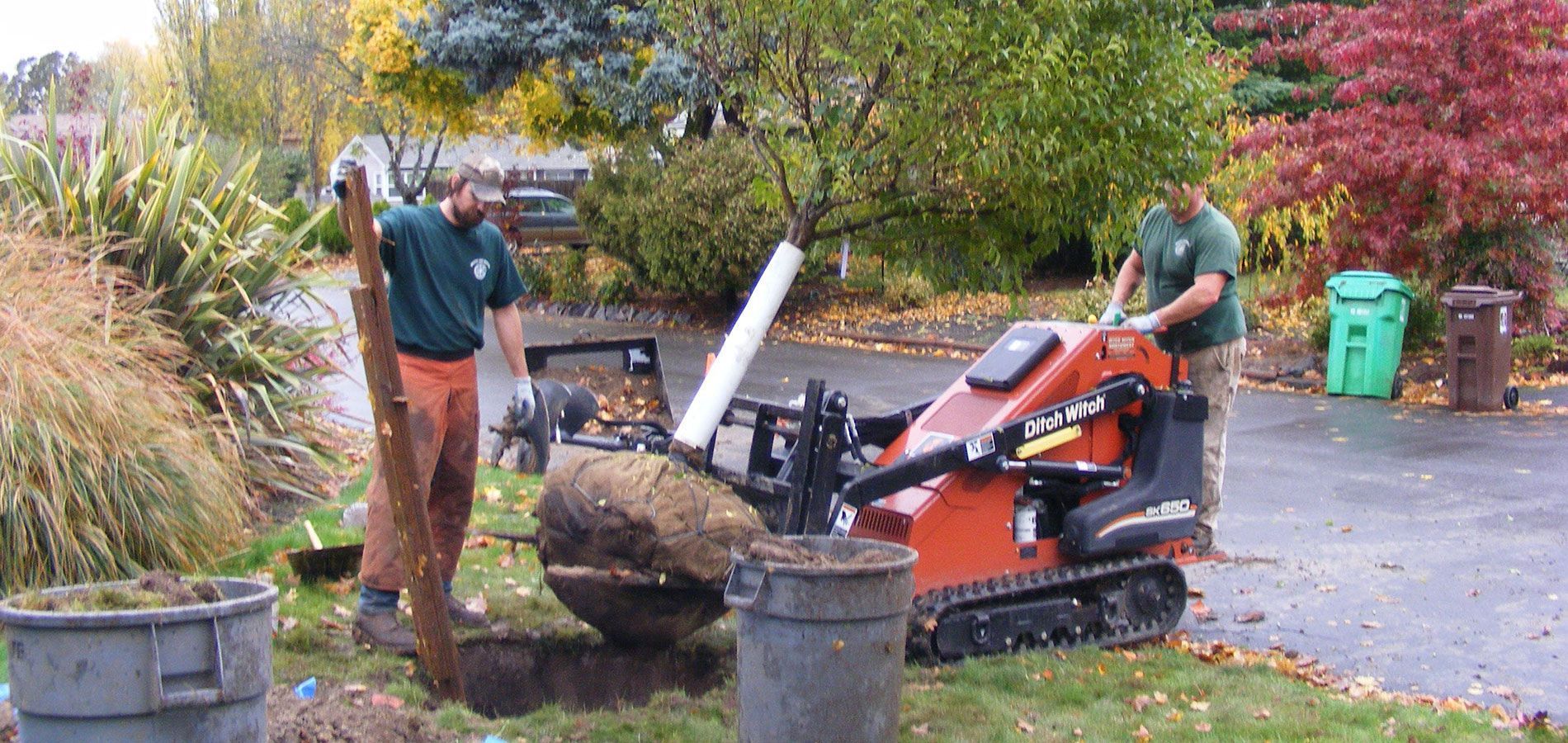Expert Arborist Services | Roots and Shoots LLC