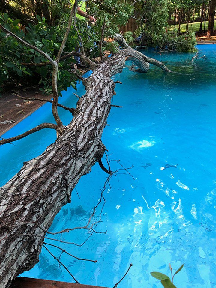 Mark Daniels Tree Service | Tree Removal | Pruning | East Hampton, NY