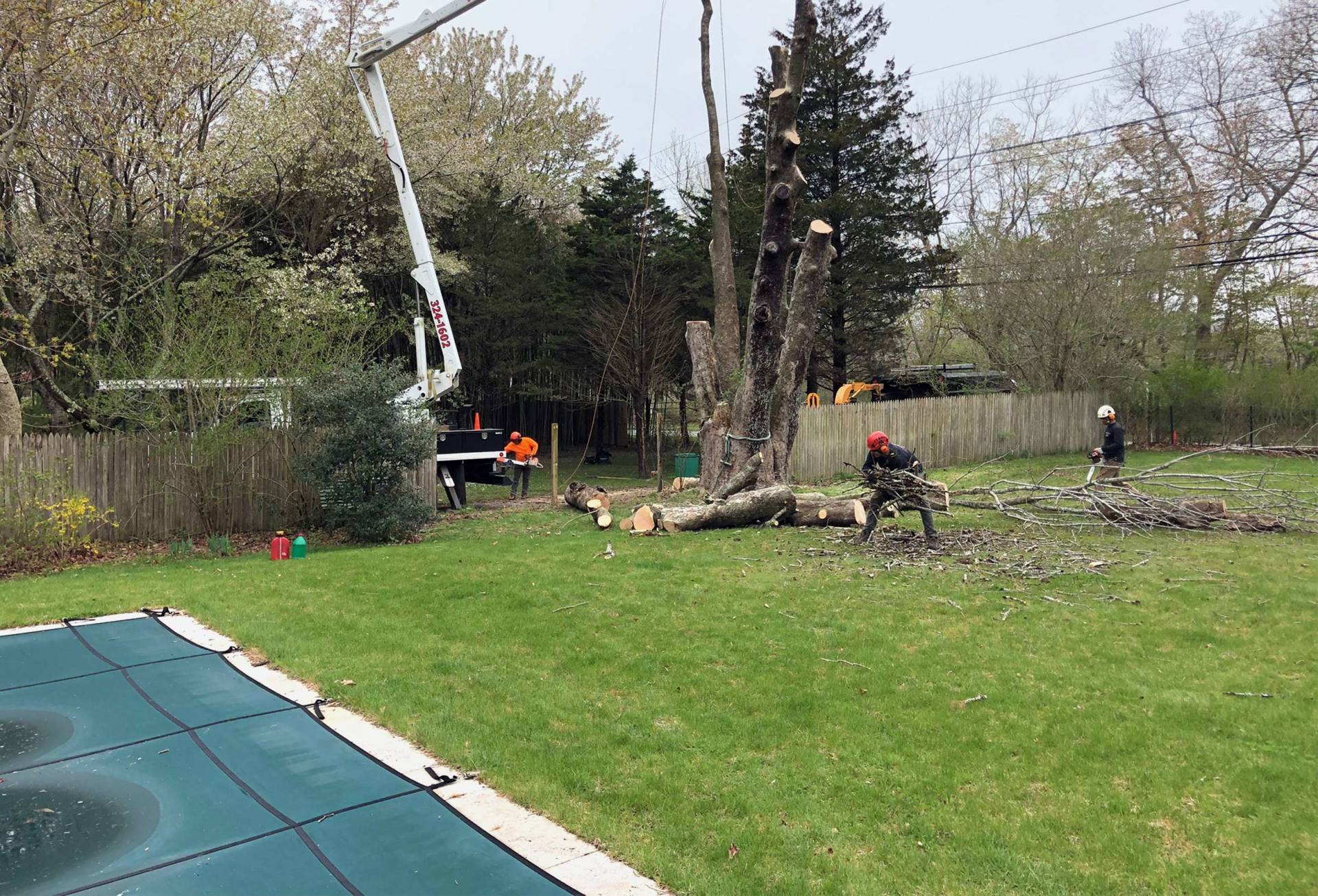 Mark Daniels Tree Service | Tree Removal | Pruning | East Hampton, NY