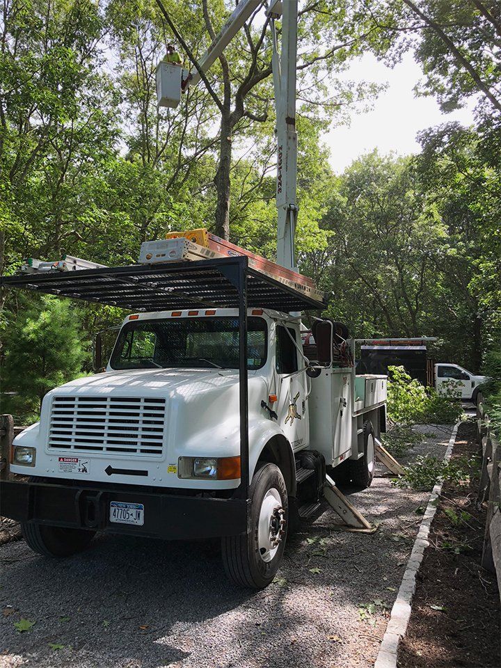 Mark Daniels Tree Service | Tree Removal | Pruning | East Hampton, NY