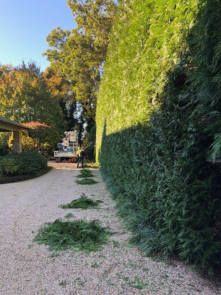 Mark Daniels Tree Service | Tree Removal | Pruning | East Hampton, NY