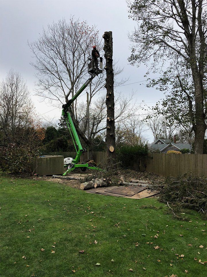 Mark Daniels Tree Service | Tree Removal | Pruning | East Hampton, NY