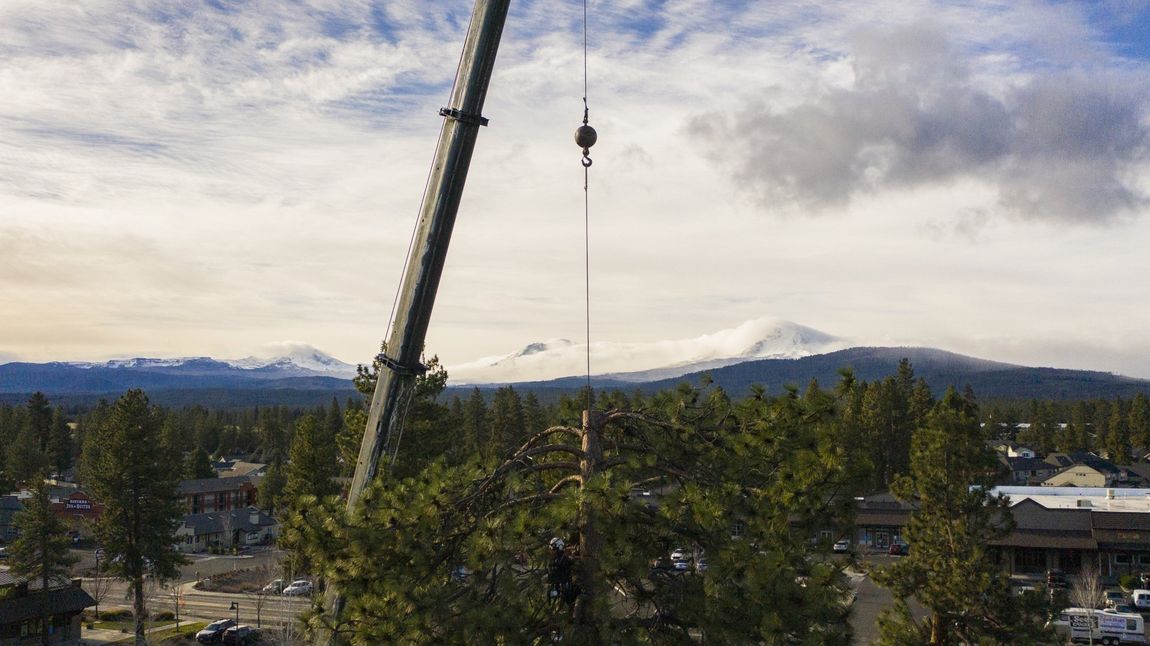 Tree Services Bend, OR | Urban Forest Tree Service