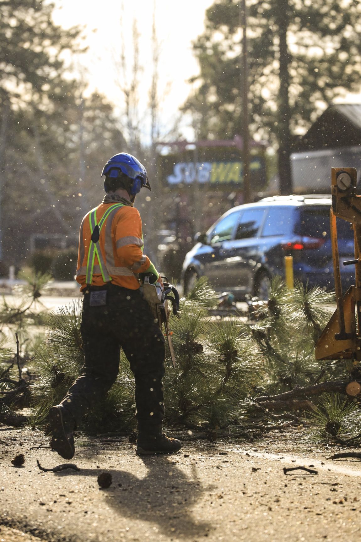 Tree Services Bend, OR | Urban Forest Tree Service