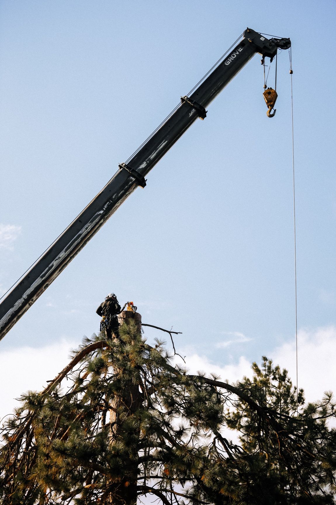 Tree Services Bend, OR | Urban Forest Tree Service