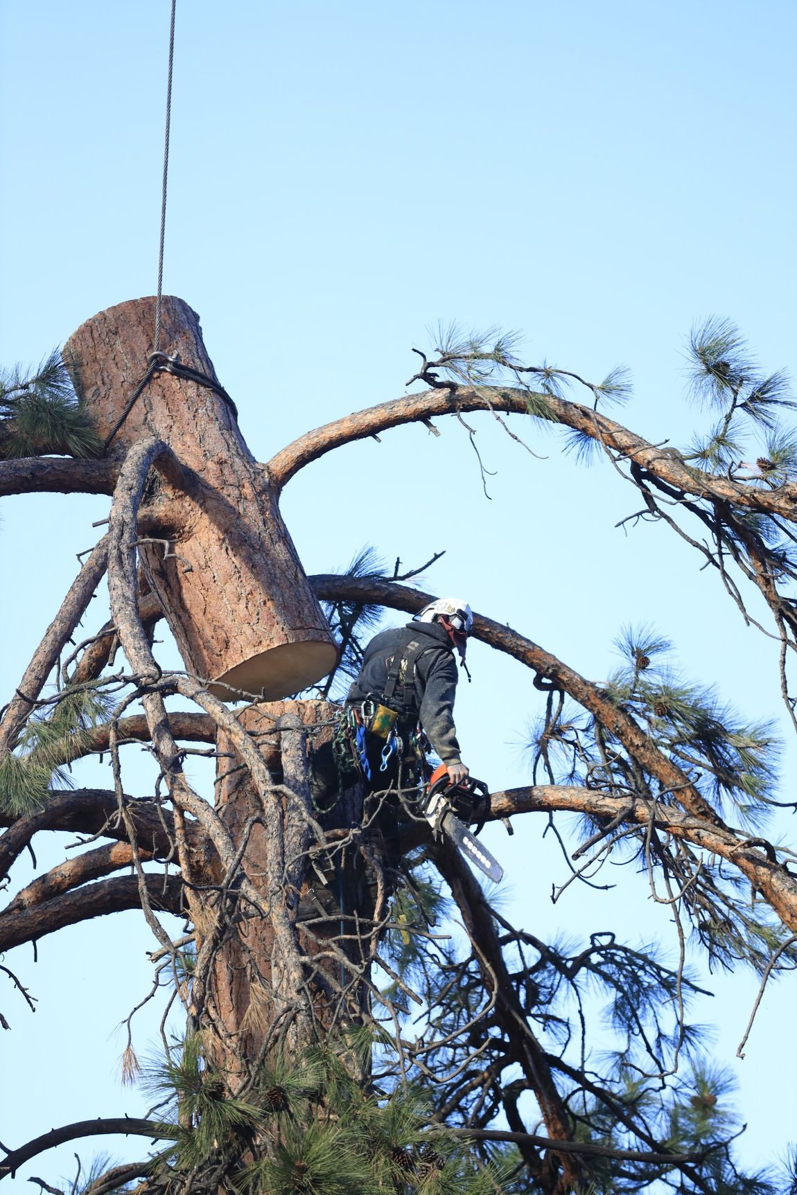 Tree Services Bend, OR | Urban Forest Tree Service