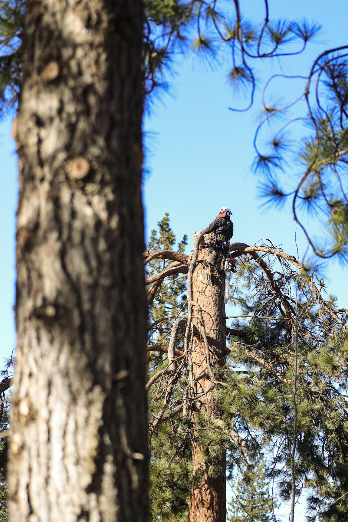 Tree Services Bend, OR | Urban Forest Tree Service