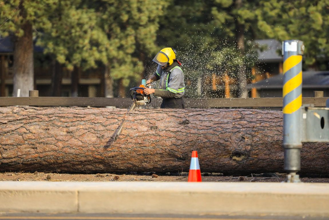 Tree Services Bend, OR | Urban Forest Tree Service