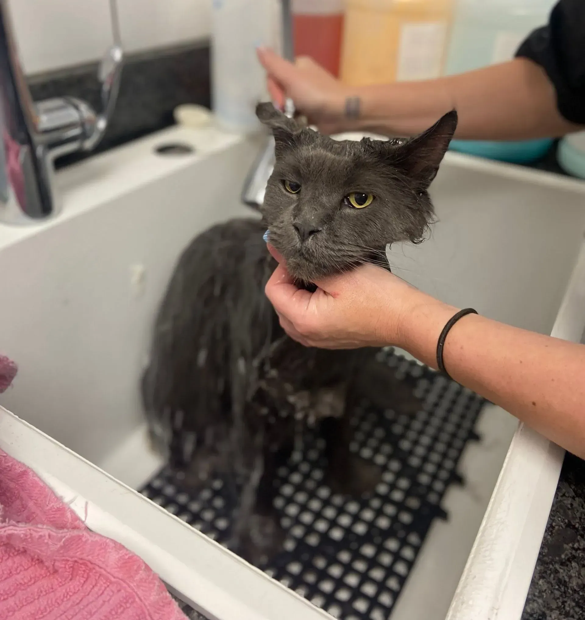 Cat Grooming | Omaha, NE