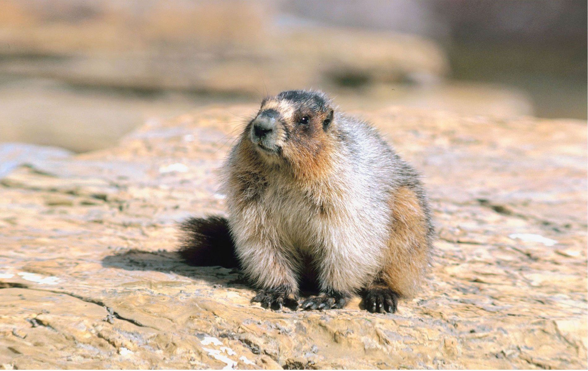 About NE Iowa Nuisance Animal Control Rowley IA Bird Control