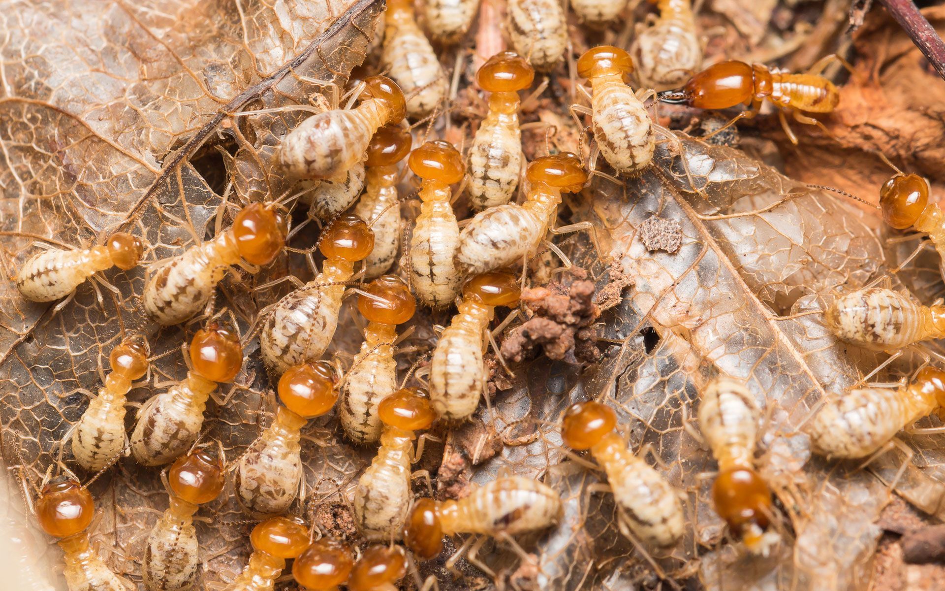 Hive Removal Palm Desert, CA | Pest Control Solutions