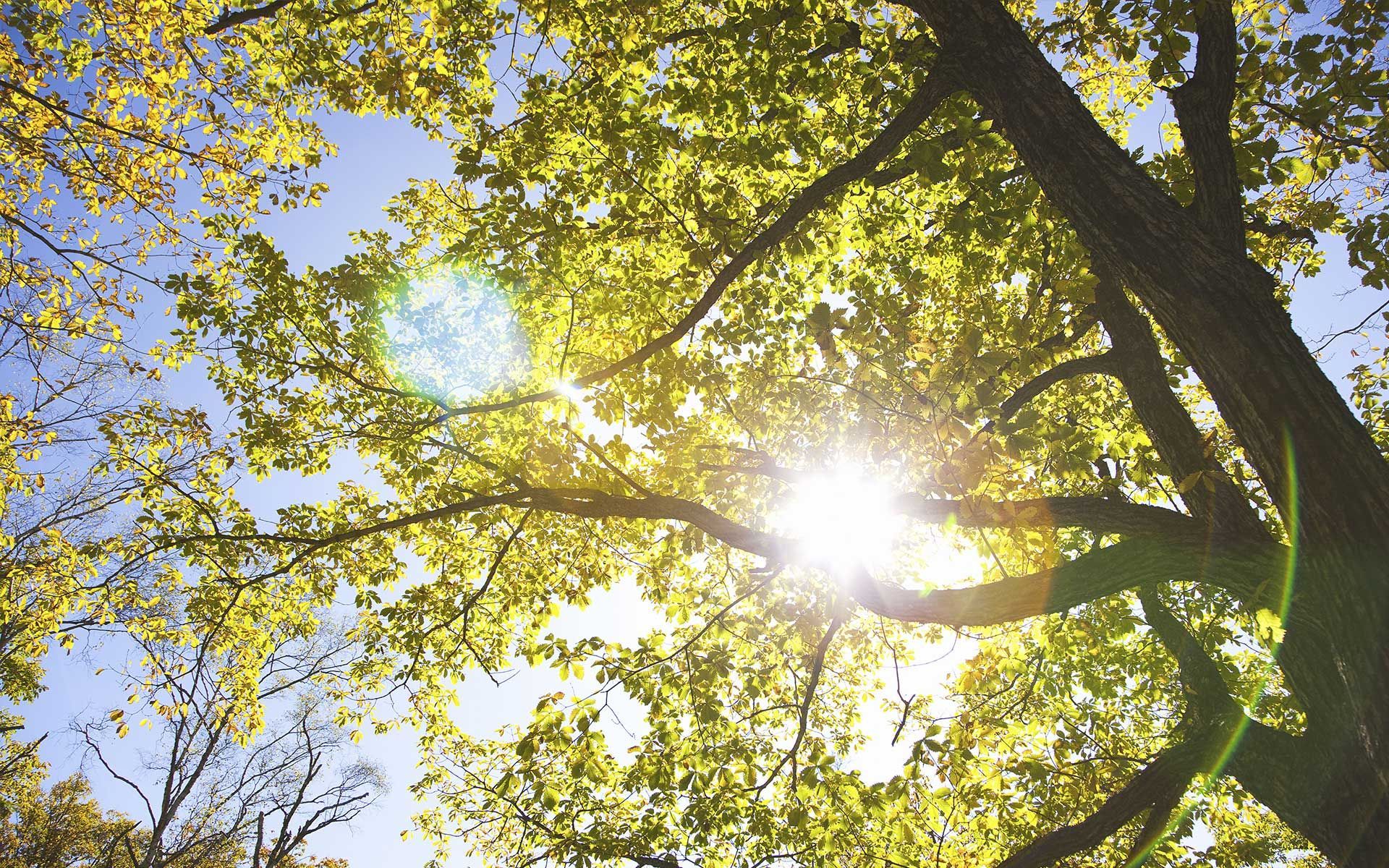 Tree Pruning Charleston, WV | Coal River Tree Service LLC