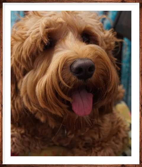 Wild Daisy Labradoodles | Dog Breeder | Mount Airy, MD