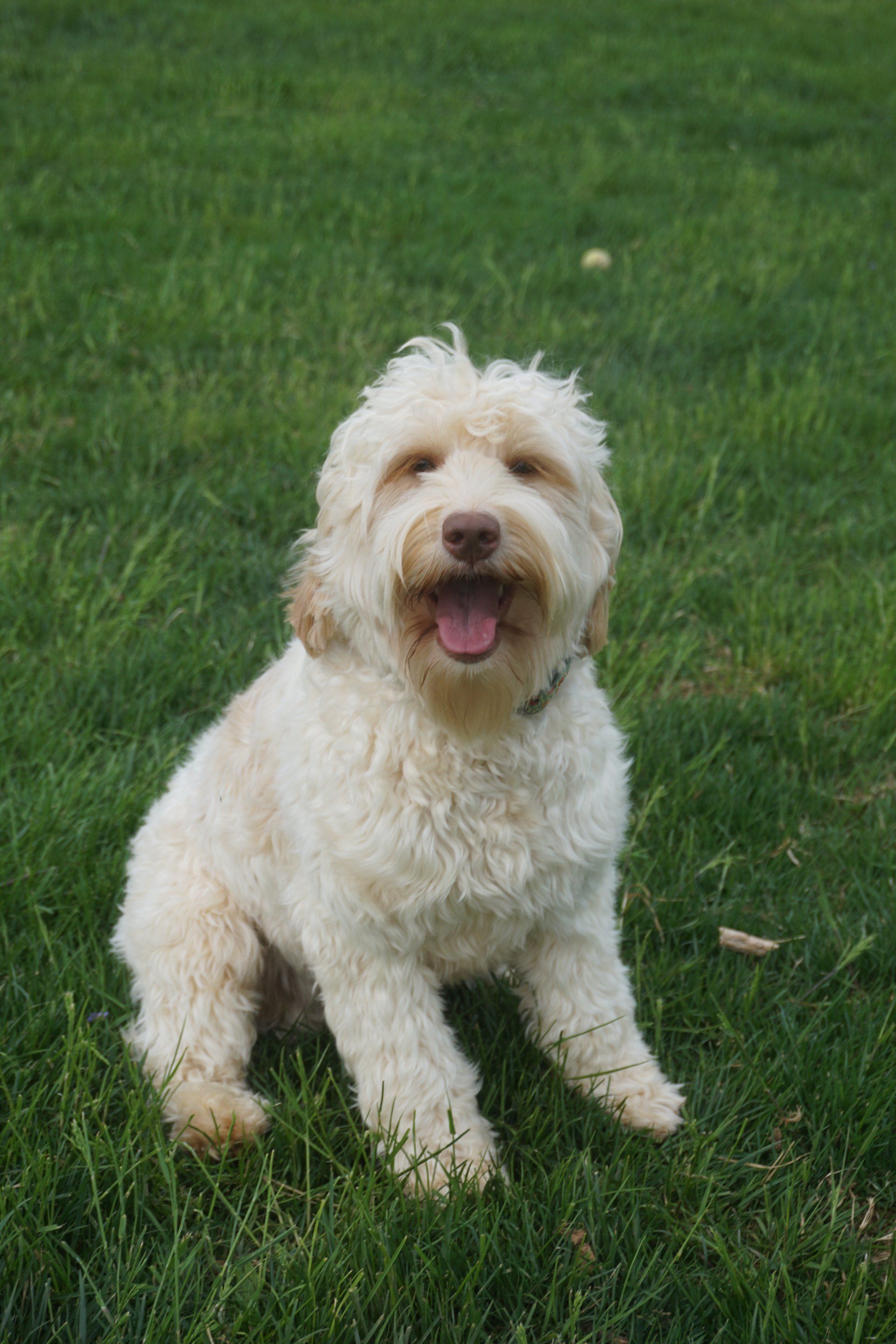 Wild Daisy Labradoodles | Dog Breeder | Mount Airy, MD