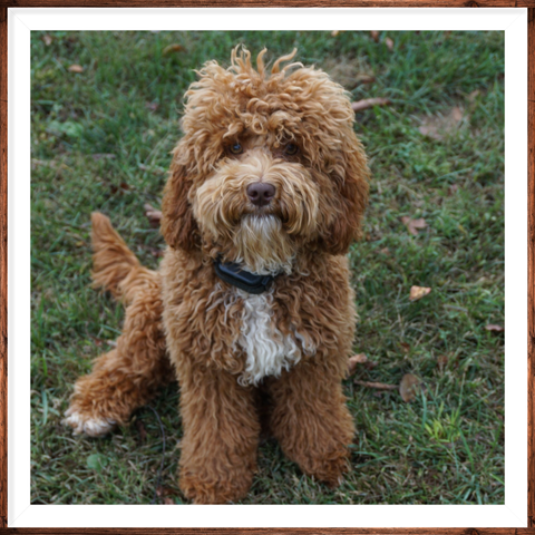 Wild Daisy Labradoodles | Dog Breeder | Mount Airy, MD