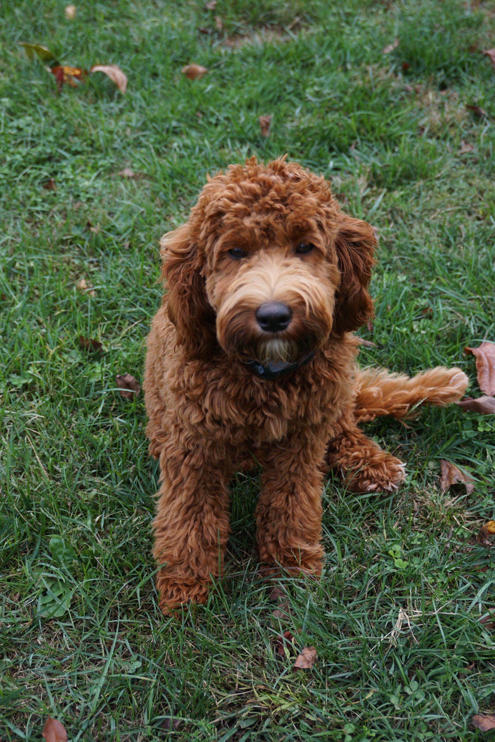 Wild Daisy Labradoodles | Dog Breeder | Mount Airy, MD