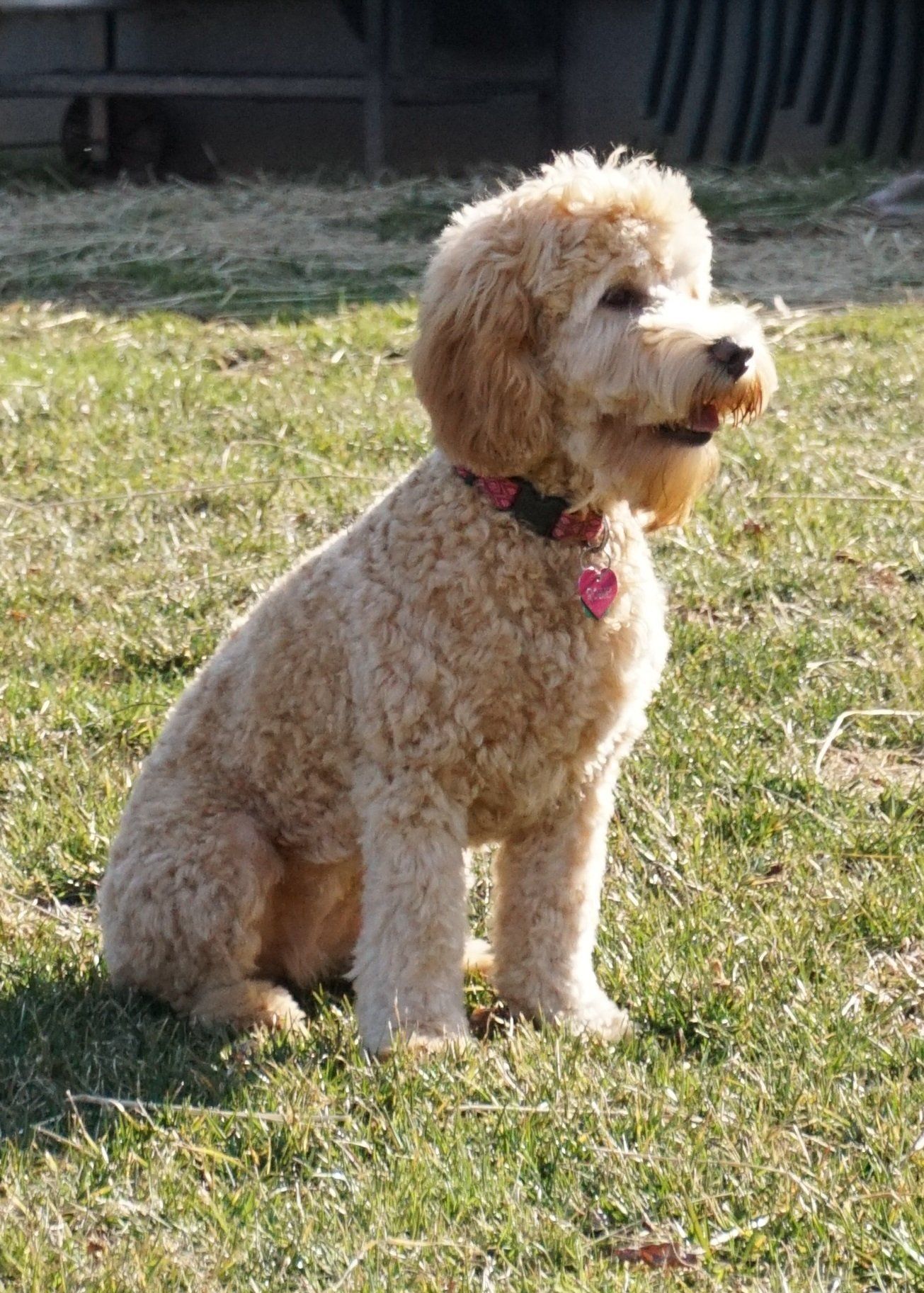 Wild Daisy Labradoodles | Dog Breeder | Mount Airy, MD