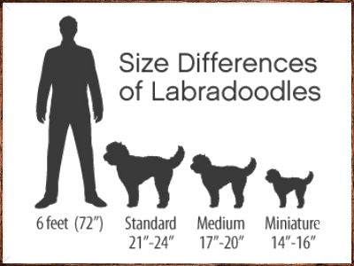 Labradoodle Puppy FAQs | Wild Daisy Labradoodles