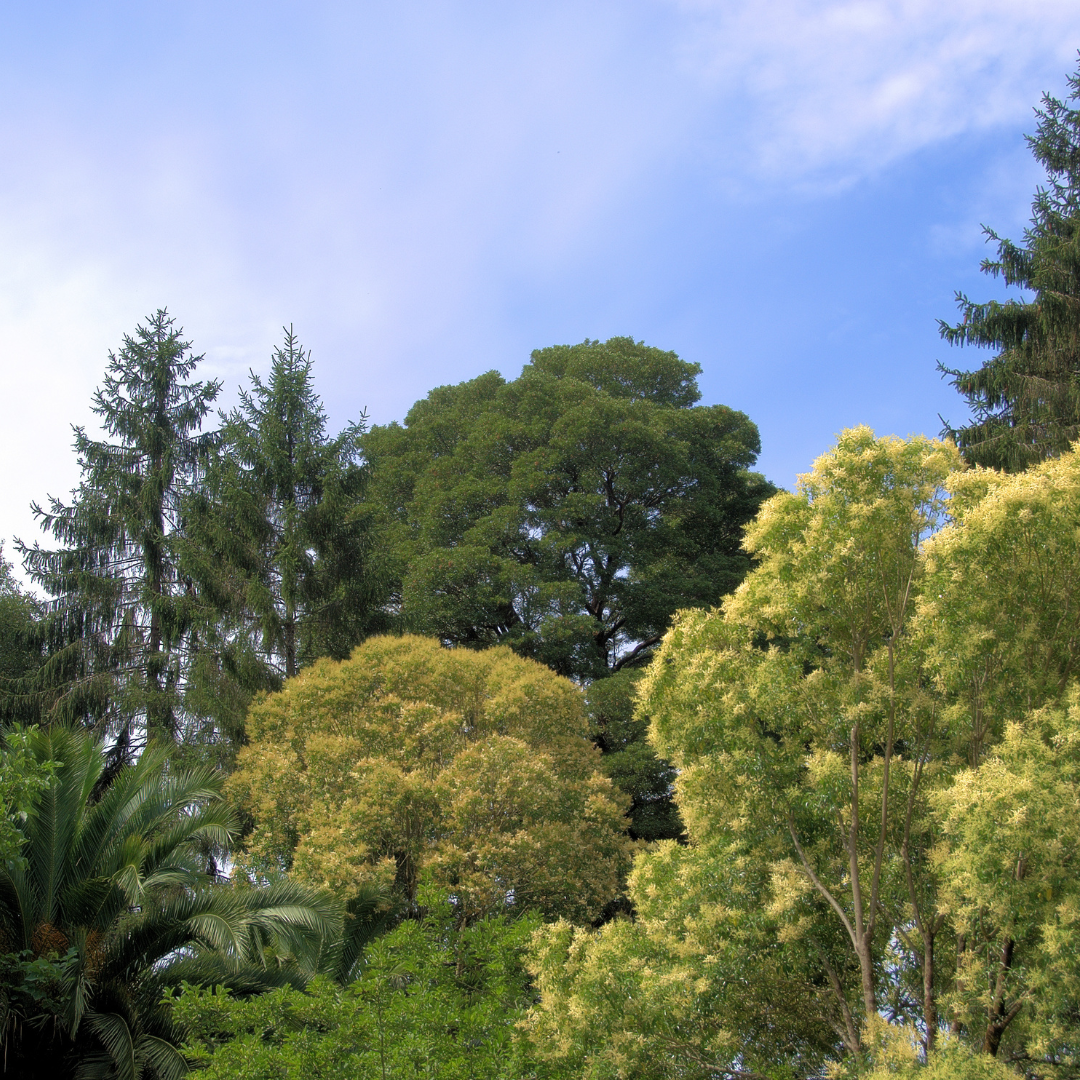 How To Choose The Best Trees For Your Yard | Elliott Tree