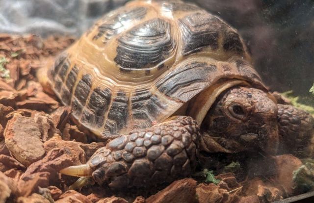 Baby Russian Tortoise Petco
