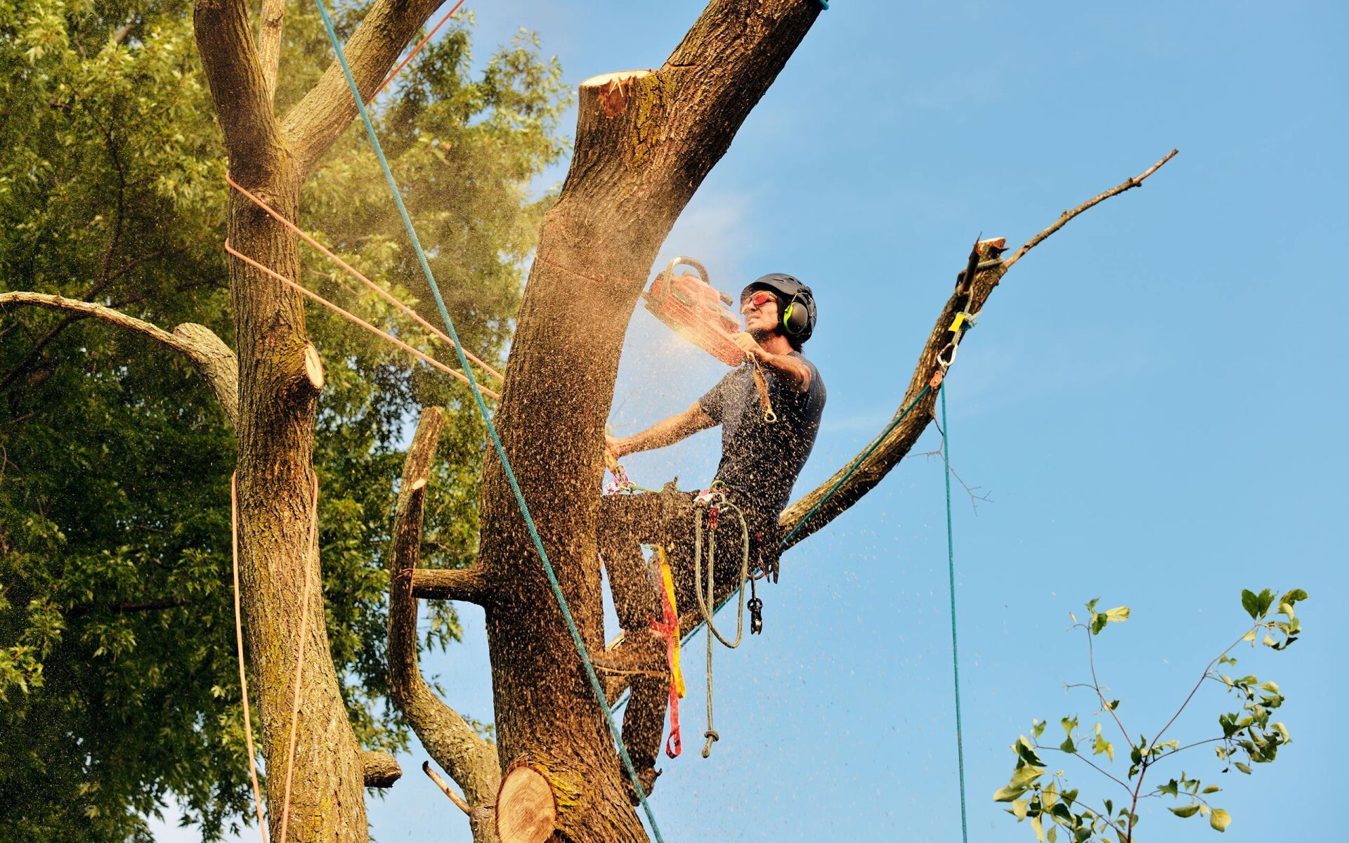 Arborist Gladstone, MO | Eden Tree Service