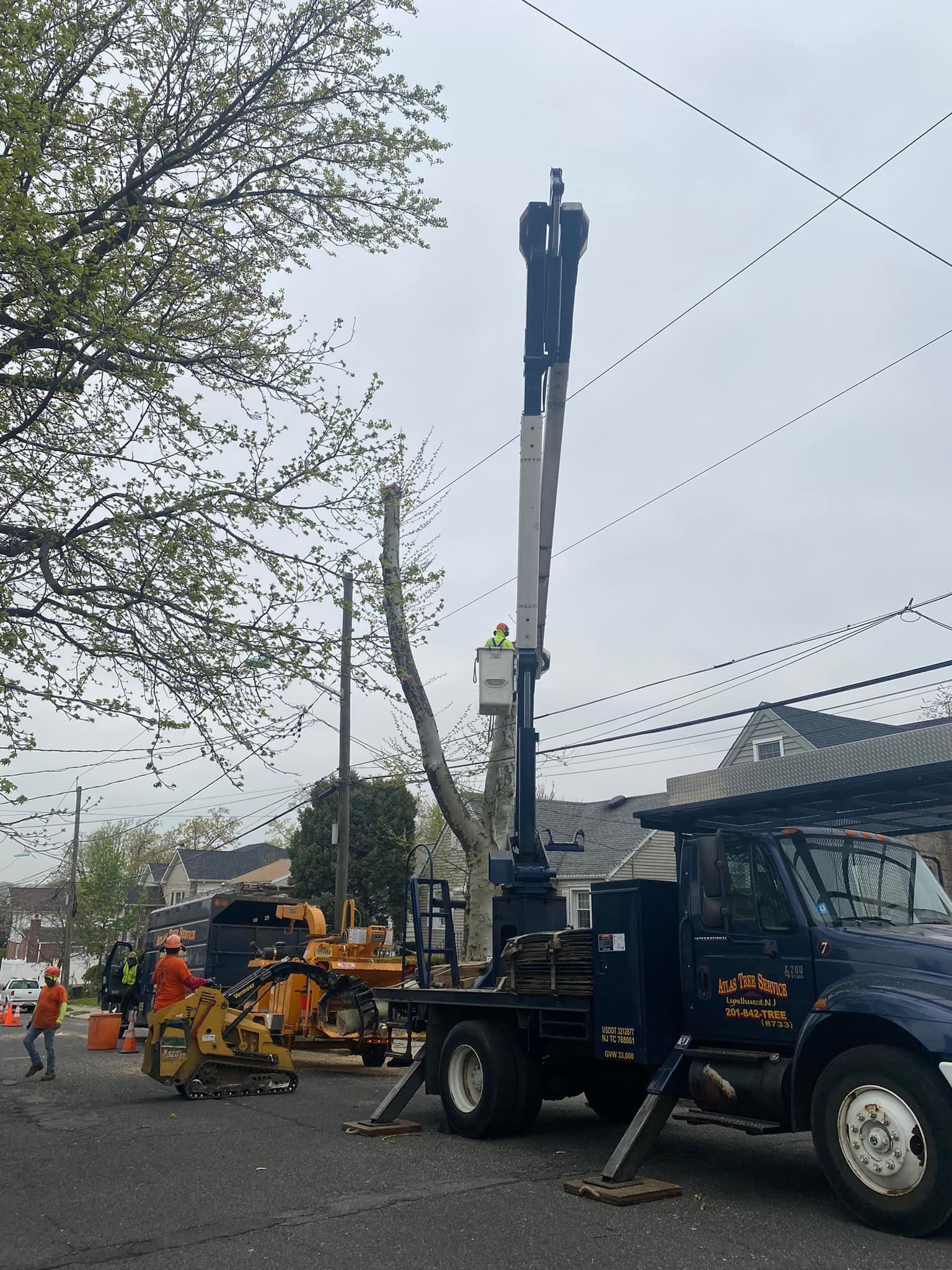 Atlas Tree Service Photo Gallery | Lyndhurst, NJ