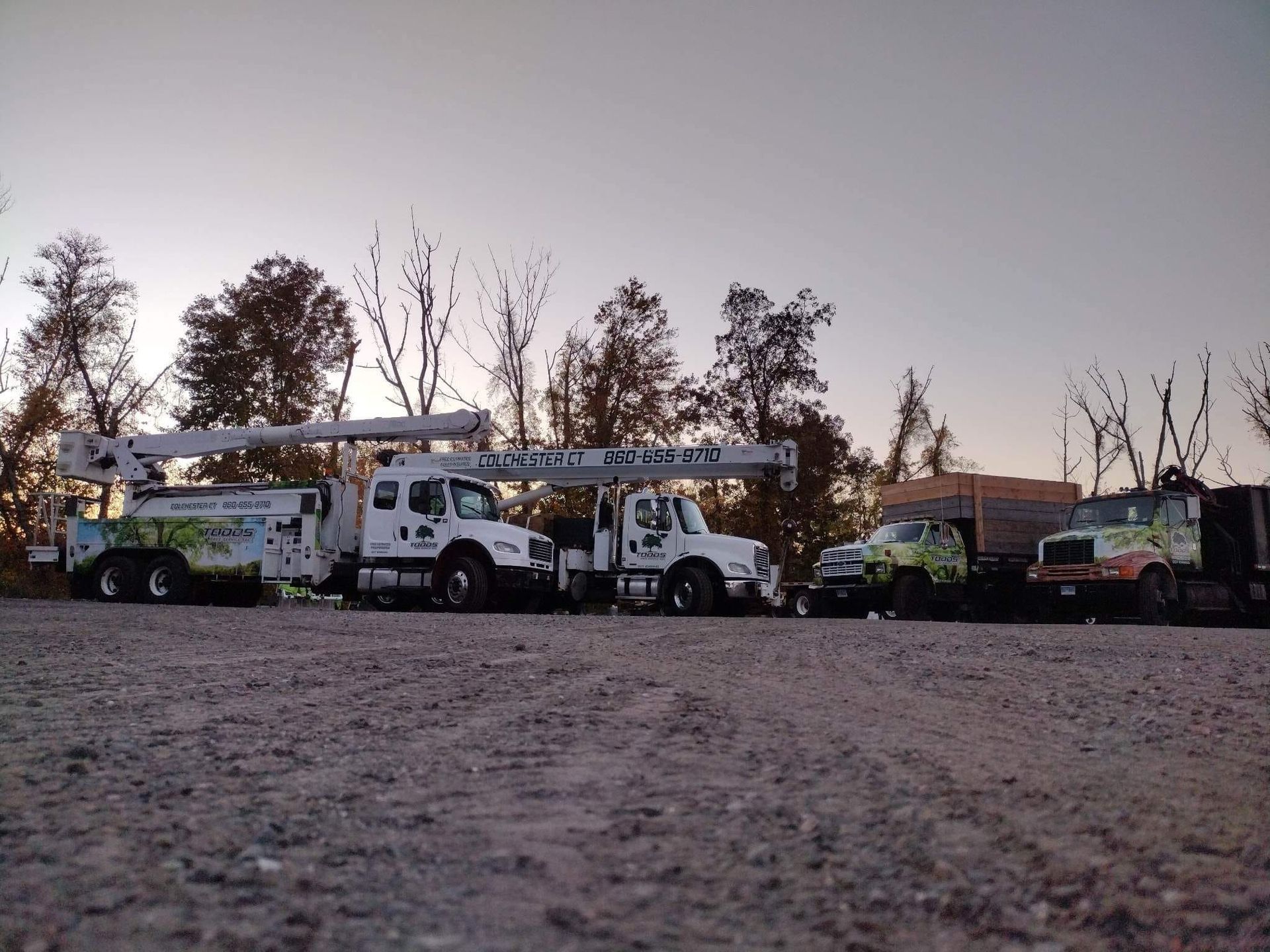 Gallery | Todd's Tree Service | Colchester, CT Area