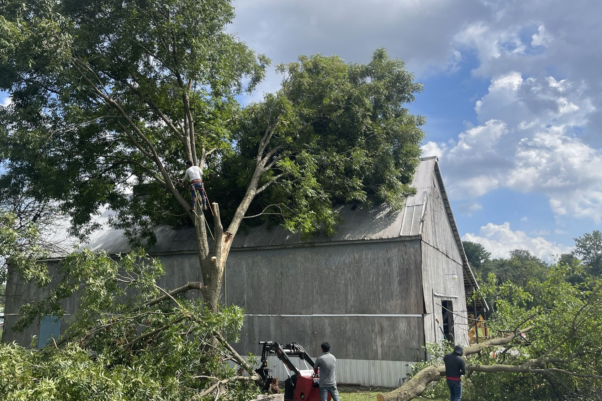 Certified Arborist | Elite Tree Care | Arnold, MD