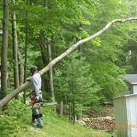About Miller's Tree Service | Tree Services | NE WI & Upper Peninsula
