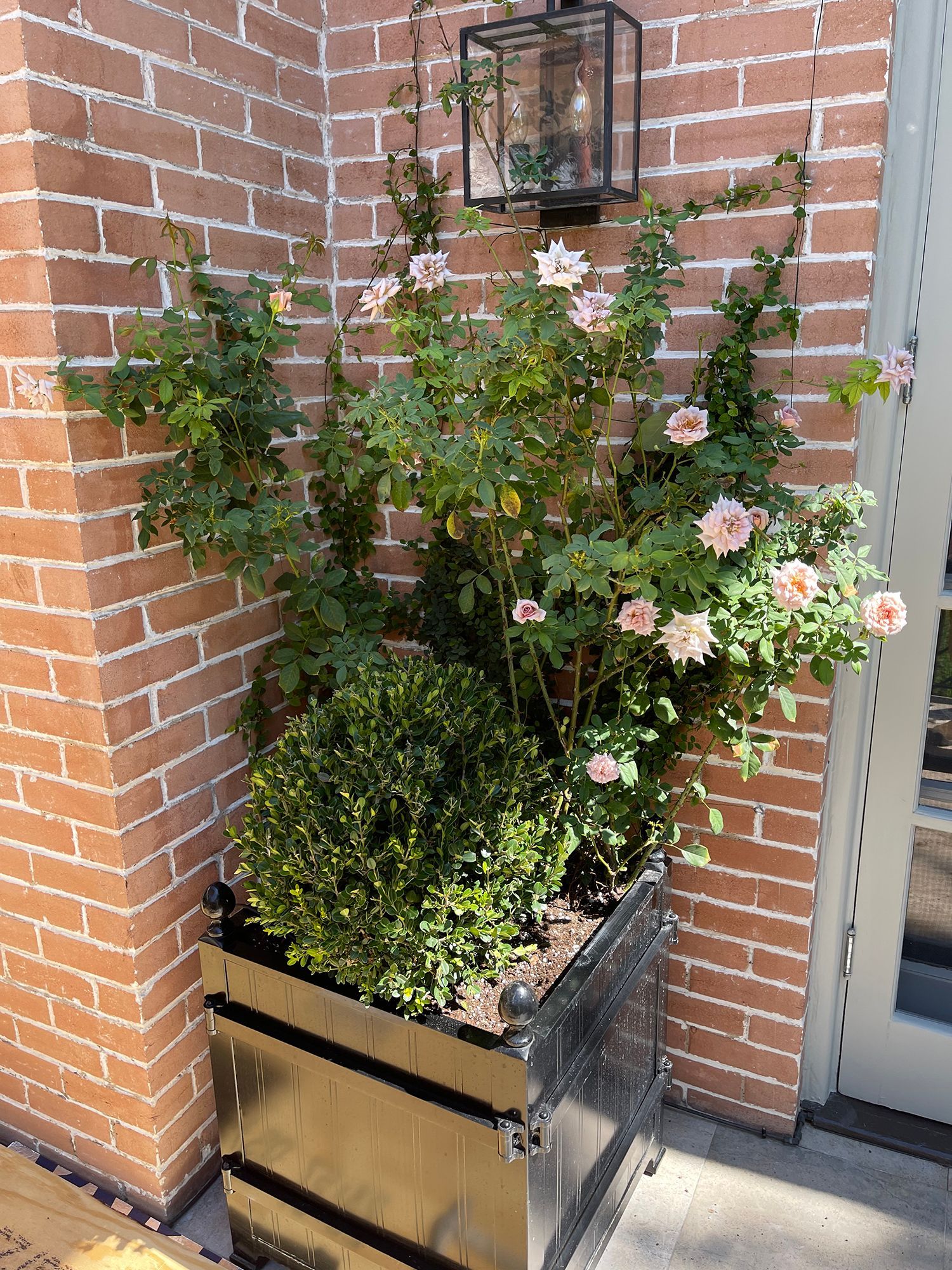 Trees and Shrubs | Brumley Gardens, Dallas, TX