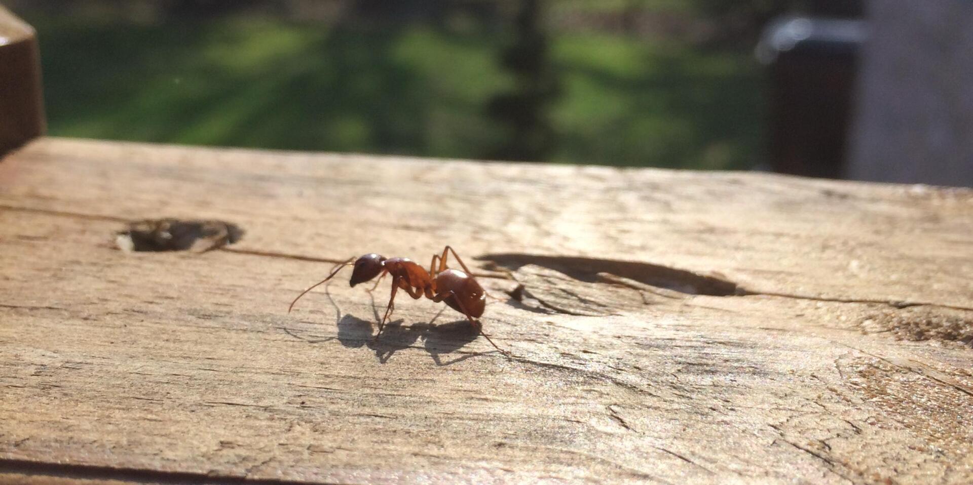 Bug Library Photo Gallery | Bug-A-Pest Termite & Pest Control