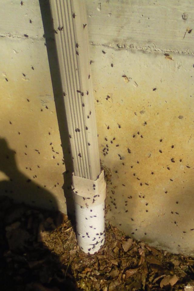 Bug Library Photo Gallery | Bug-A-Pest Termite & Pest Control