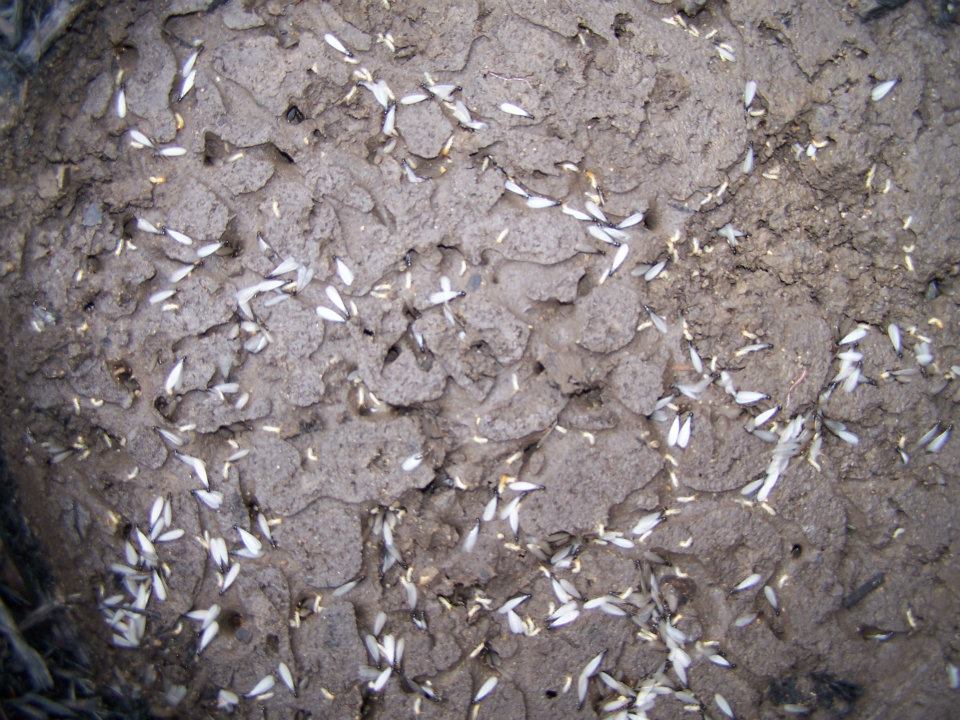 Bug Library Photo Gallery | Bug-A-Pest Termite & Pest Control