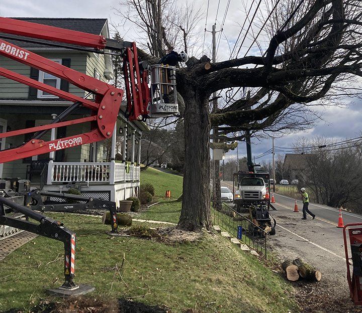 Tree Service Bloomsburg, PA | Susquehanna Tree Care
