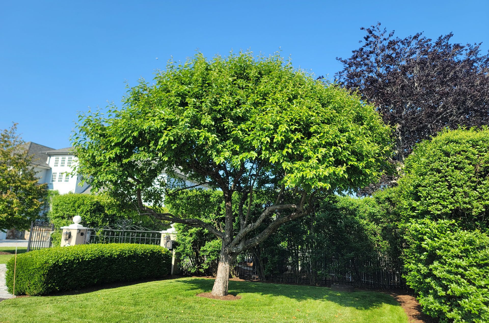 Tree Service Greenwich | Weston | All American Tree & Turf