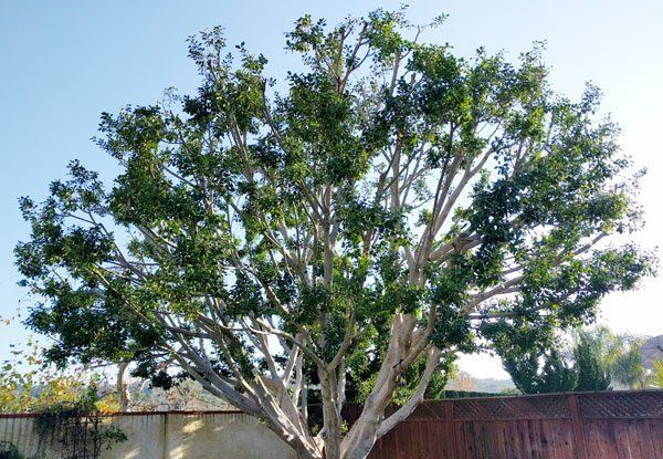 Tree Services Capistrano Beach, CA | Luna Tree