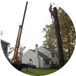 Apple Tree Service Inc. - Tree Removal | Glenside, PA