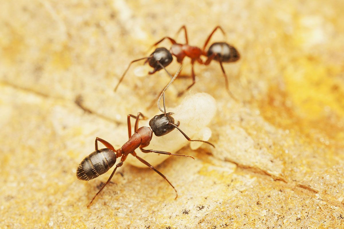 Exterminator Boston, MA | Green Planet Pest Control, Inc.