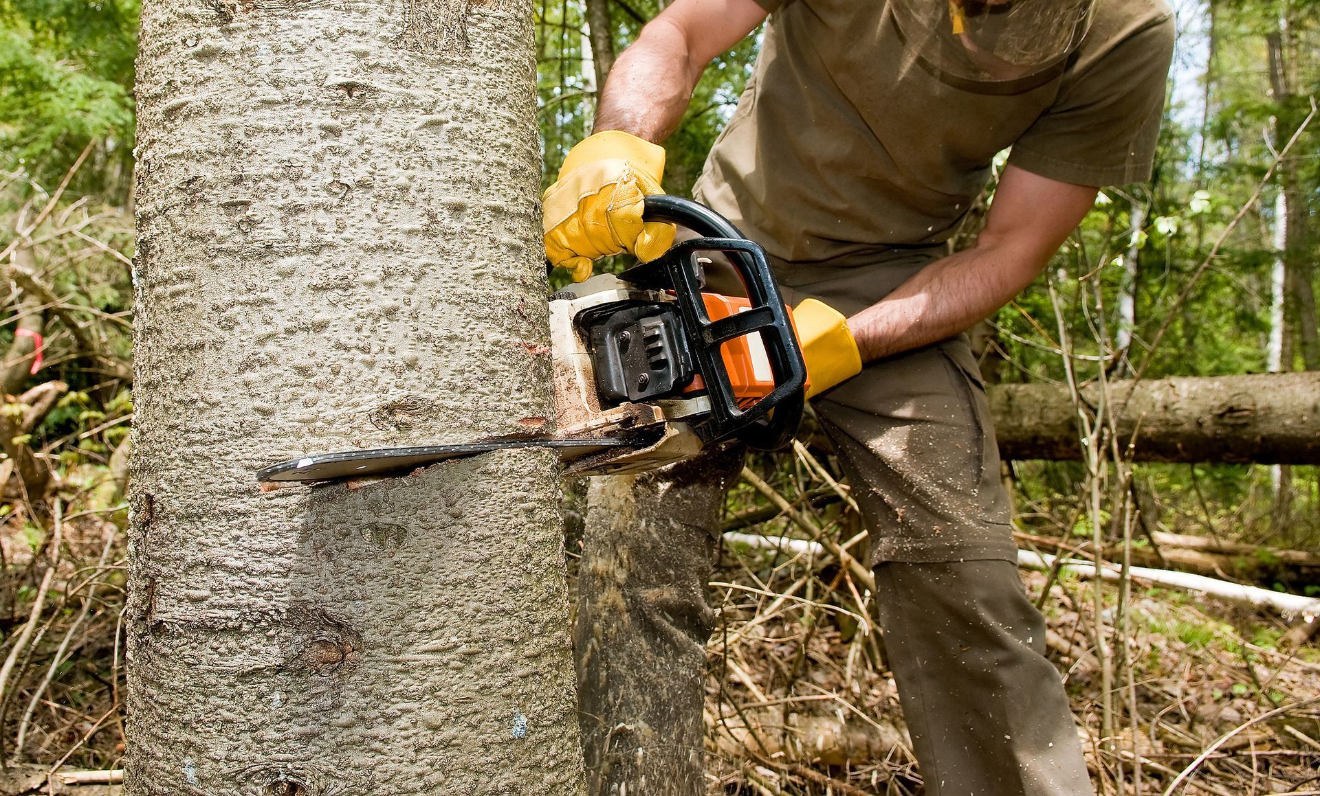 Trimming & Removal | Affordable Tree Service | Northwest Alabama