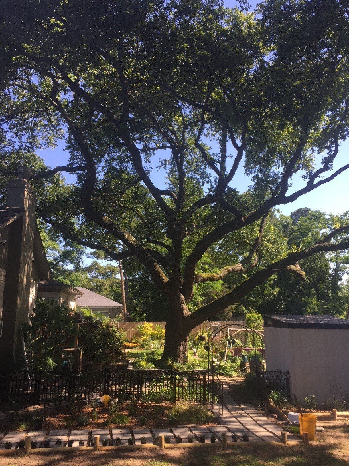 Tree Removal & Trimming | Glenn's Tree Service LLC | Tyler, TX