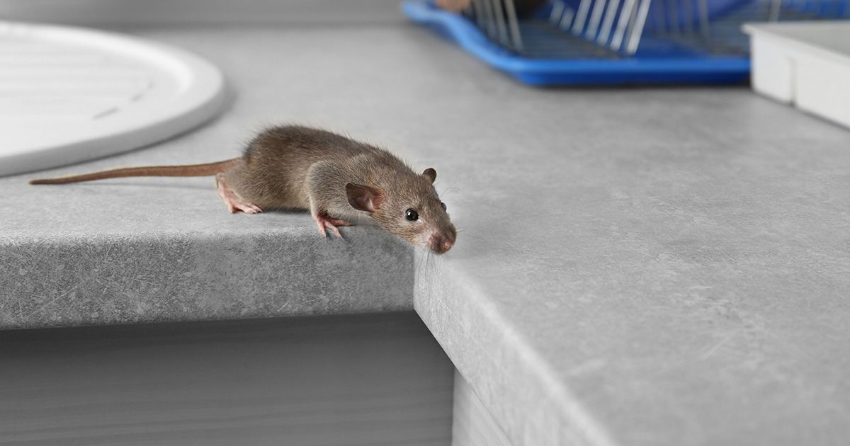 Exterminator | Dover, DE | Tri-State Pest Management