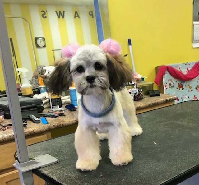 Cutest Dog Contests | Pampered Paw's Pet Grooming